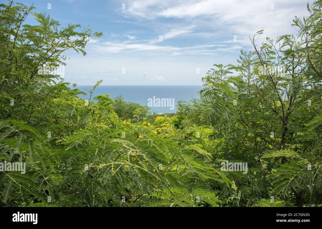View of the natural greenery with wildflowers and the Caribbean Sea ...