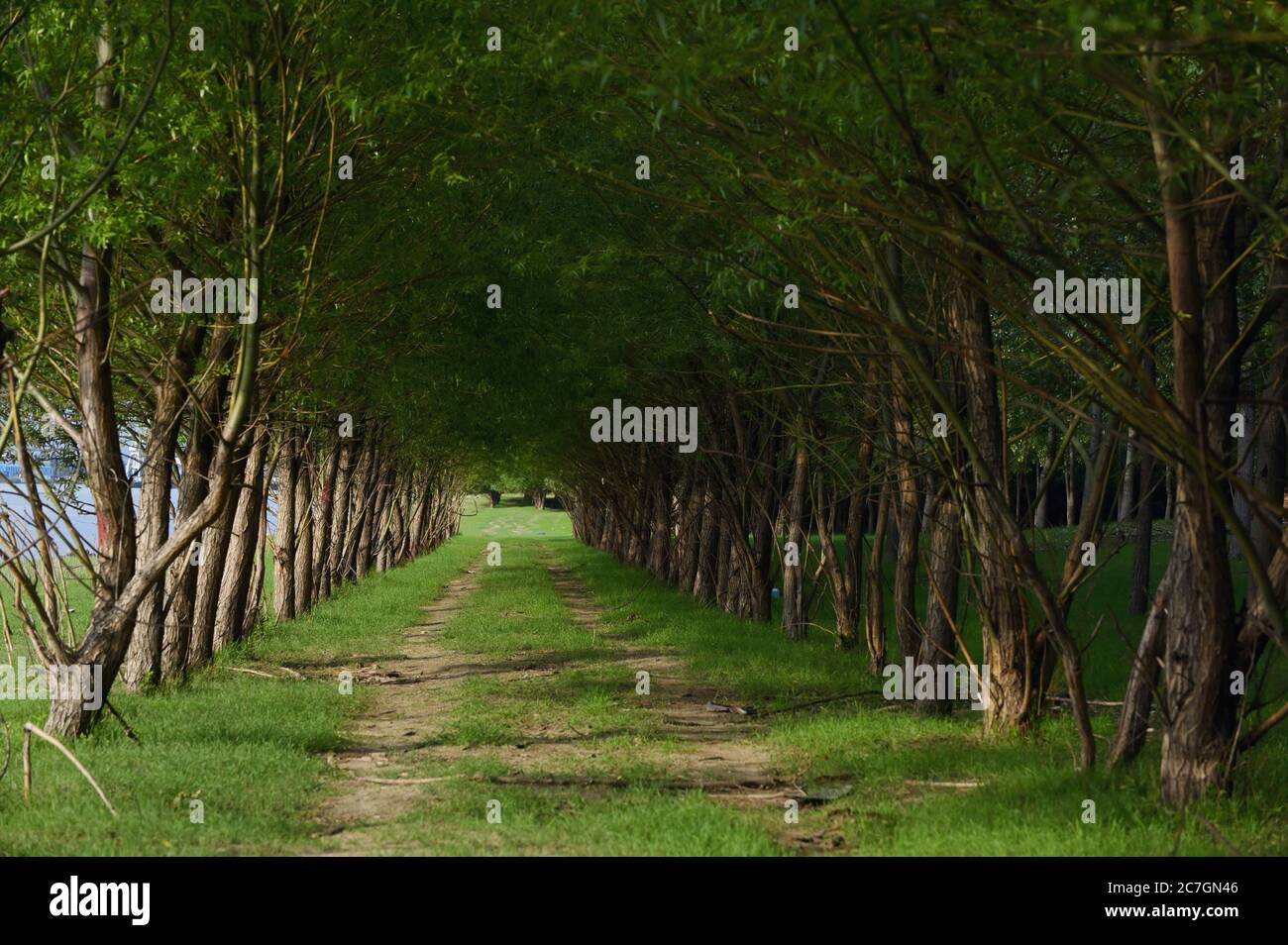 Path in Forest and Trees in Summer Stock Photo - Alamy