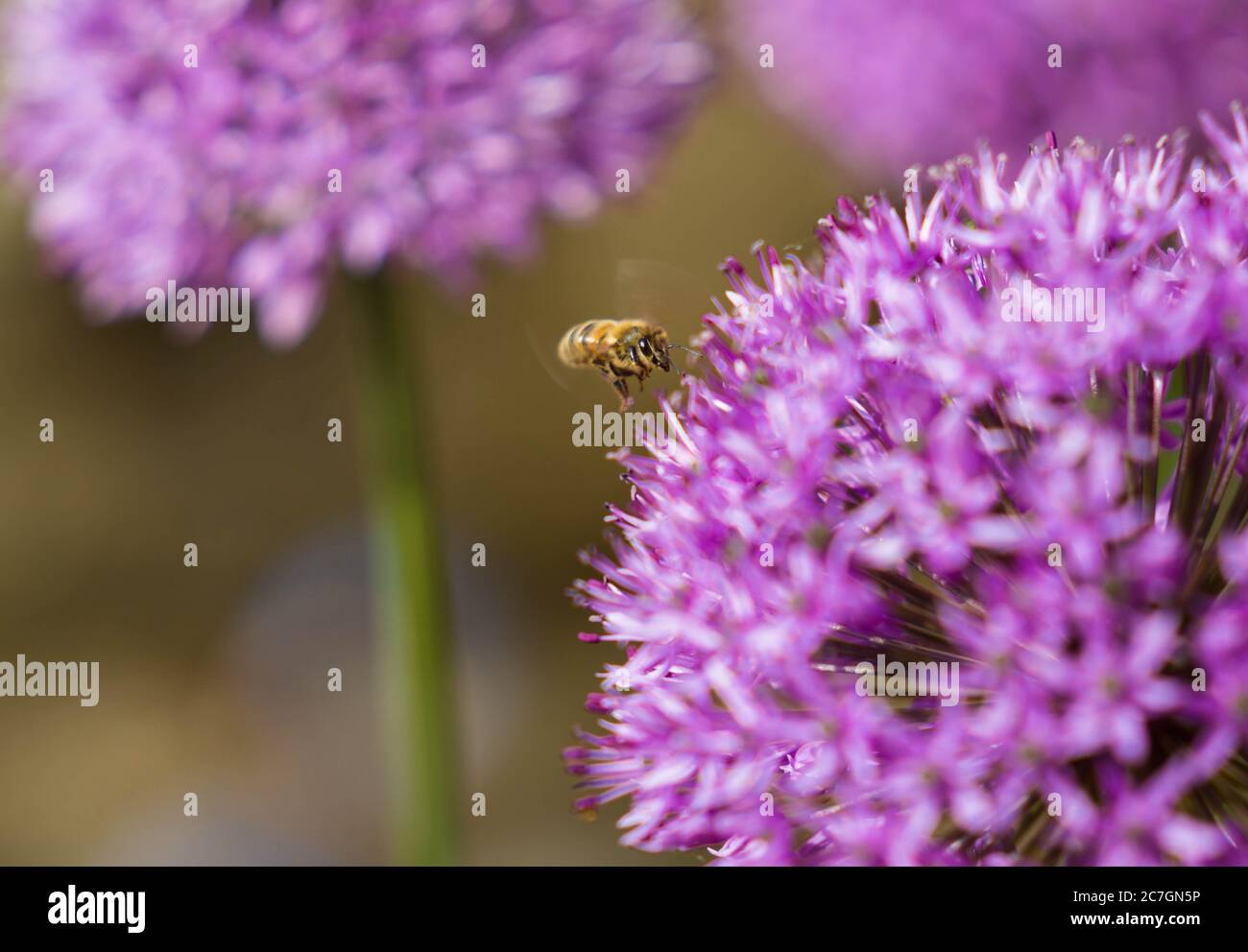Worker honey bee hi-res stock photography and images - Alamy
