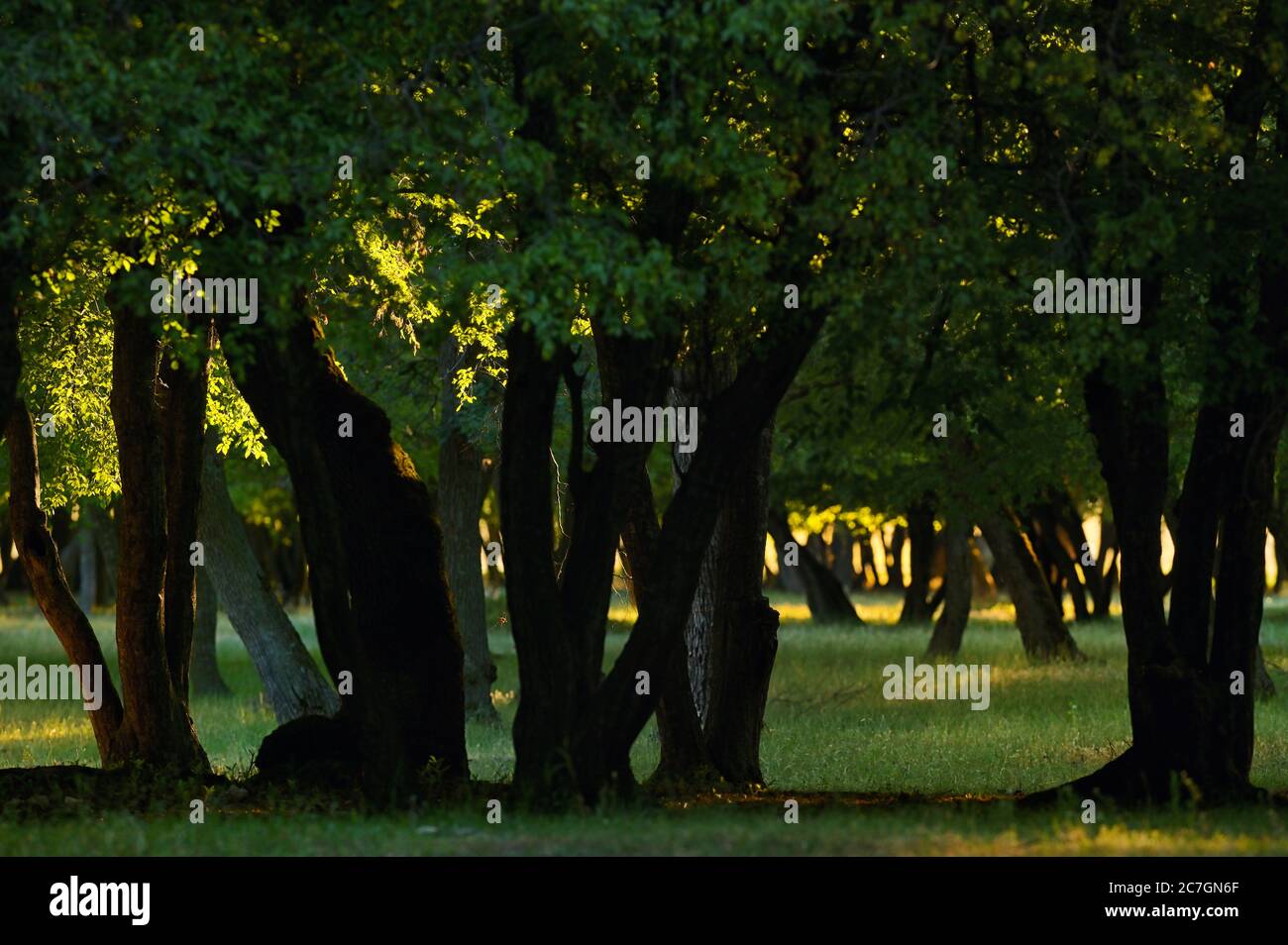 Old oak forest hi-res stock photography and images - Alamy