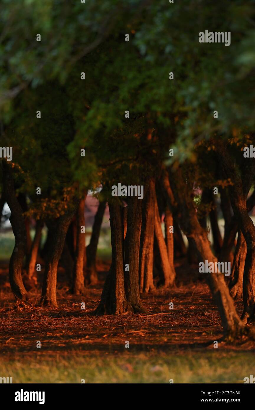 Old oak forest hi-res stock photography and images - Alamy