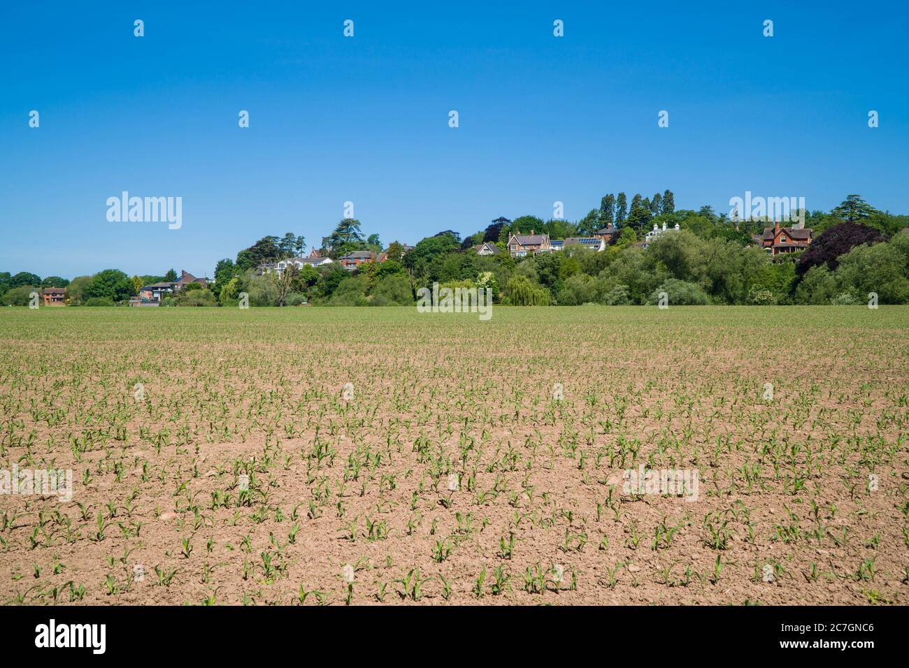 Early stage of Maize crop with the northern bank of the river Wye in ...