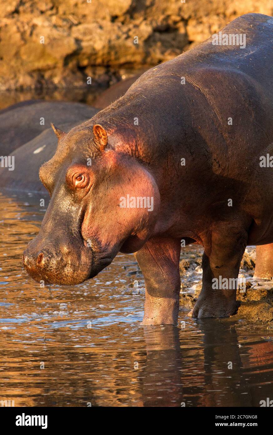 As the day draws in Hippo prepare to spend the night grazing in the ...