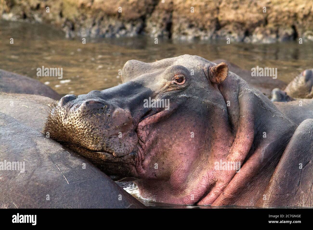 As the Katuma River dries up each season the hippopotamus gather in ...