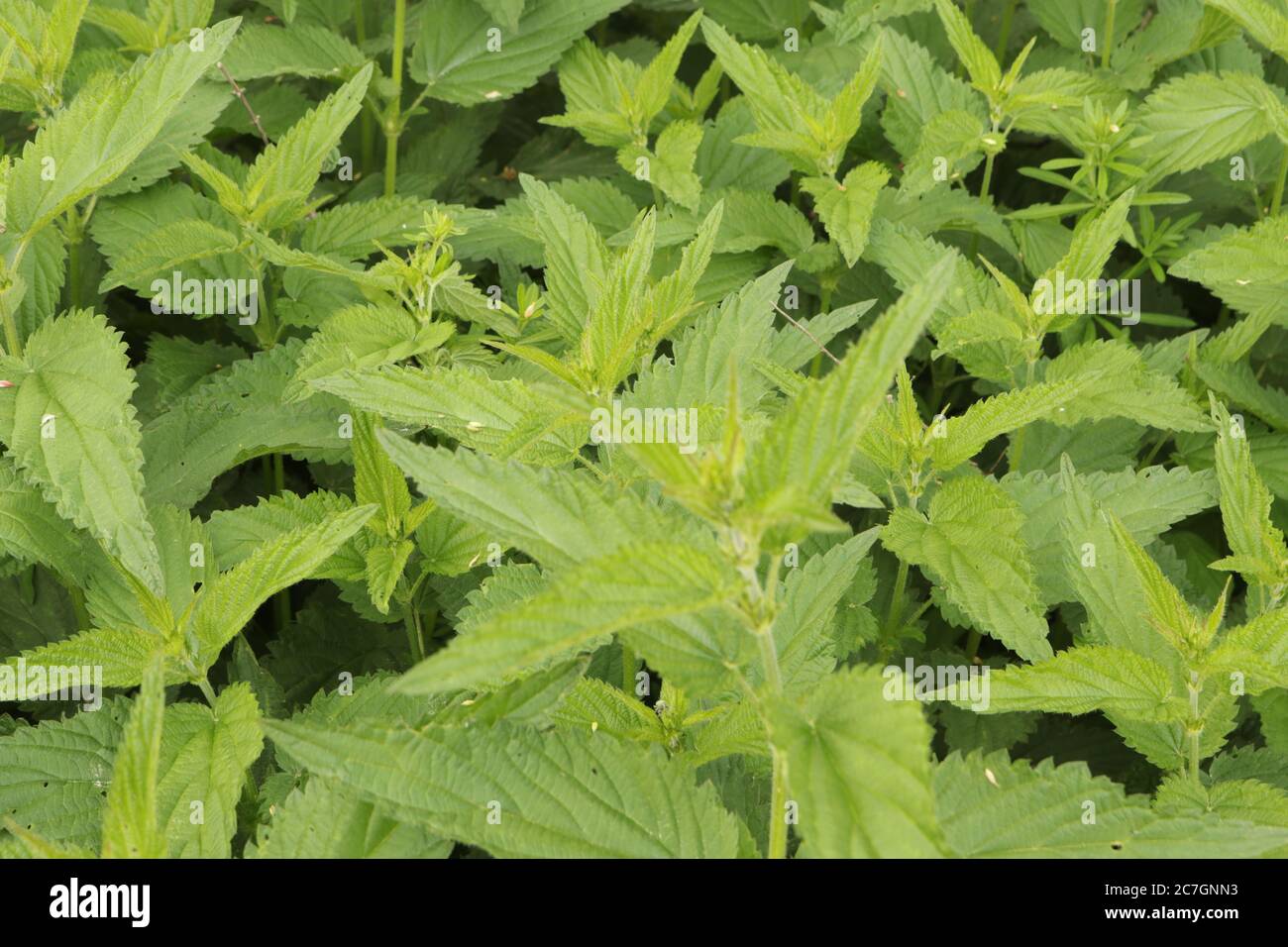 Nettle - a young plant in spring Stock Photo - Alamy