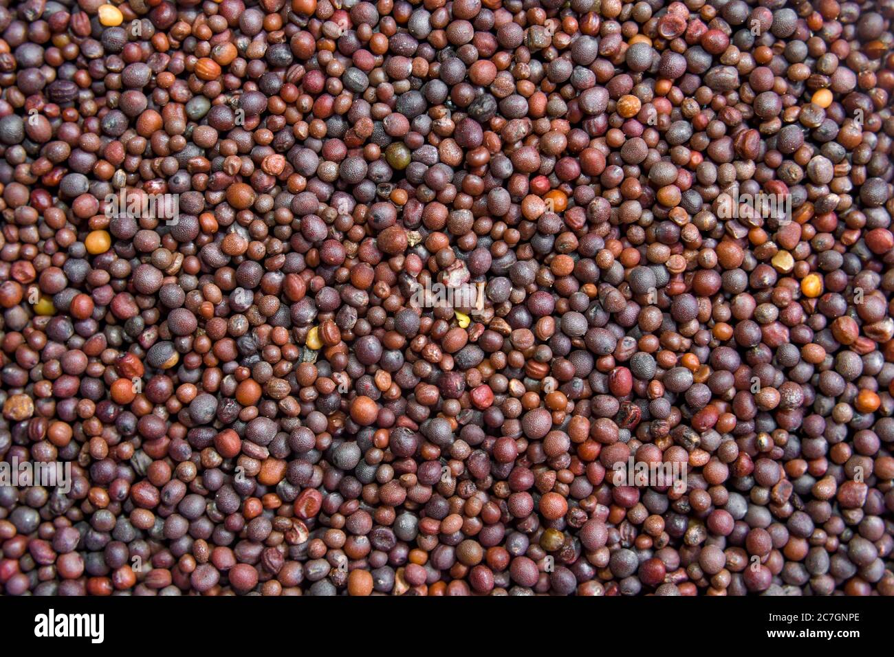 Mustard texture hi-res stock photography and images - Alamy