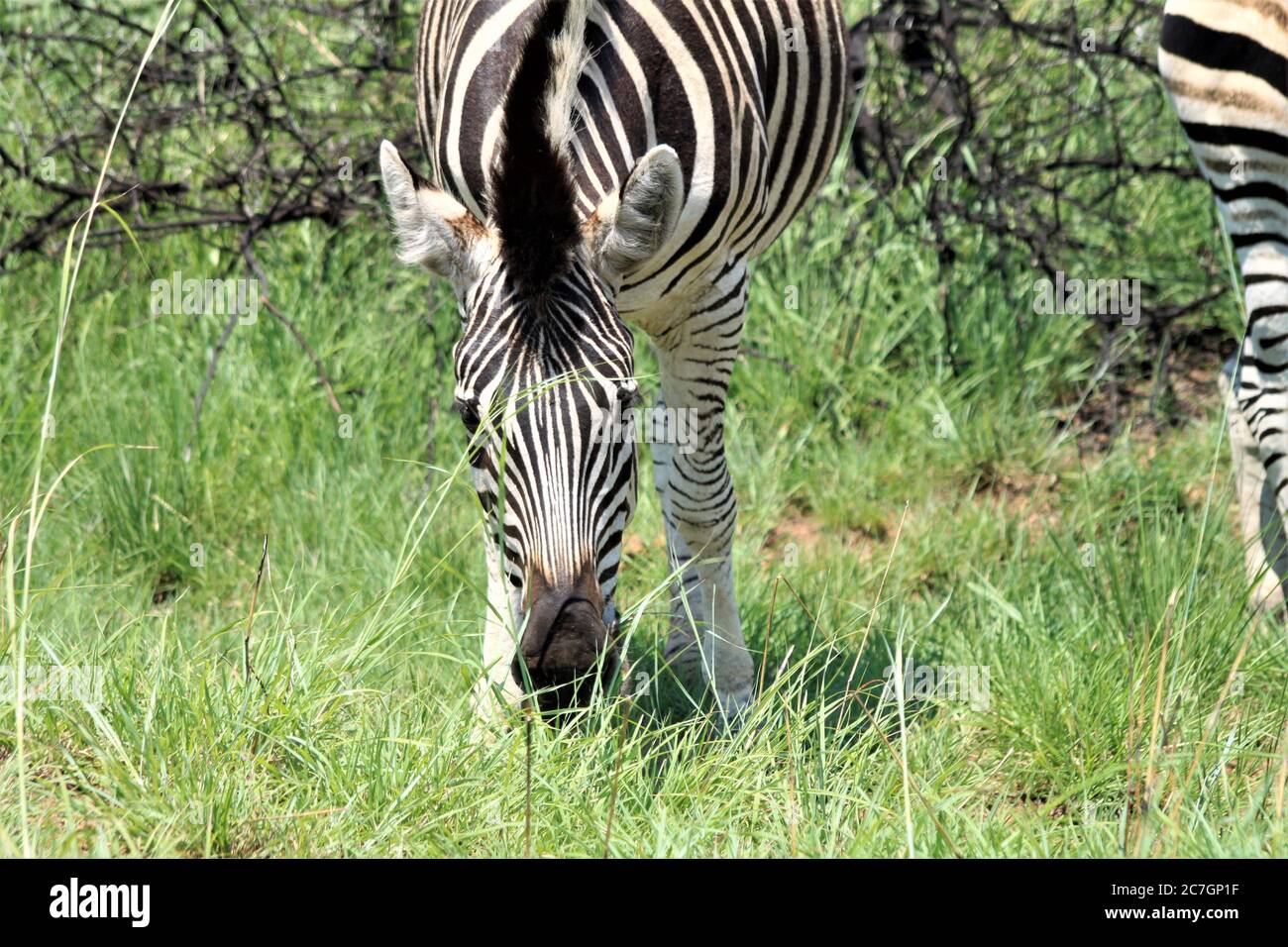 Bush head hi-res stock photography and images - Alamy