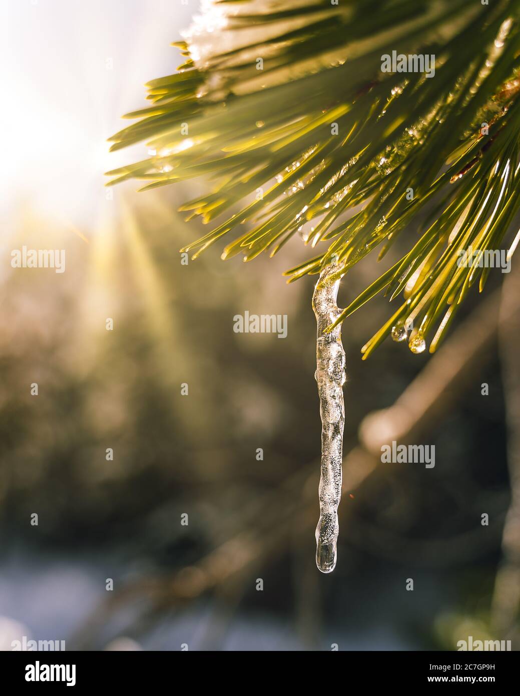 Gleaming icicles hi-res stock photography and images - Alamy
