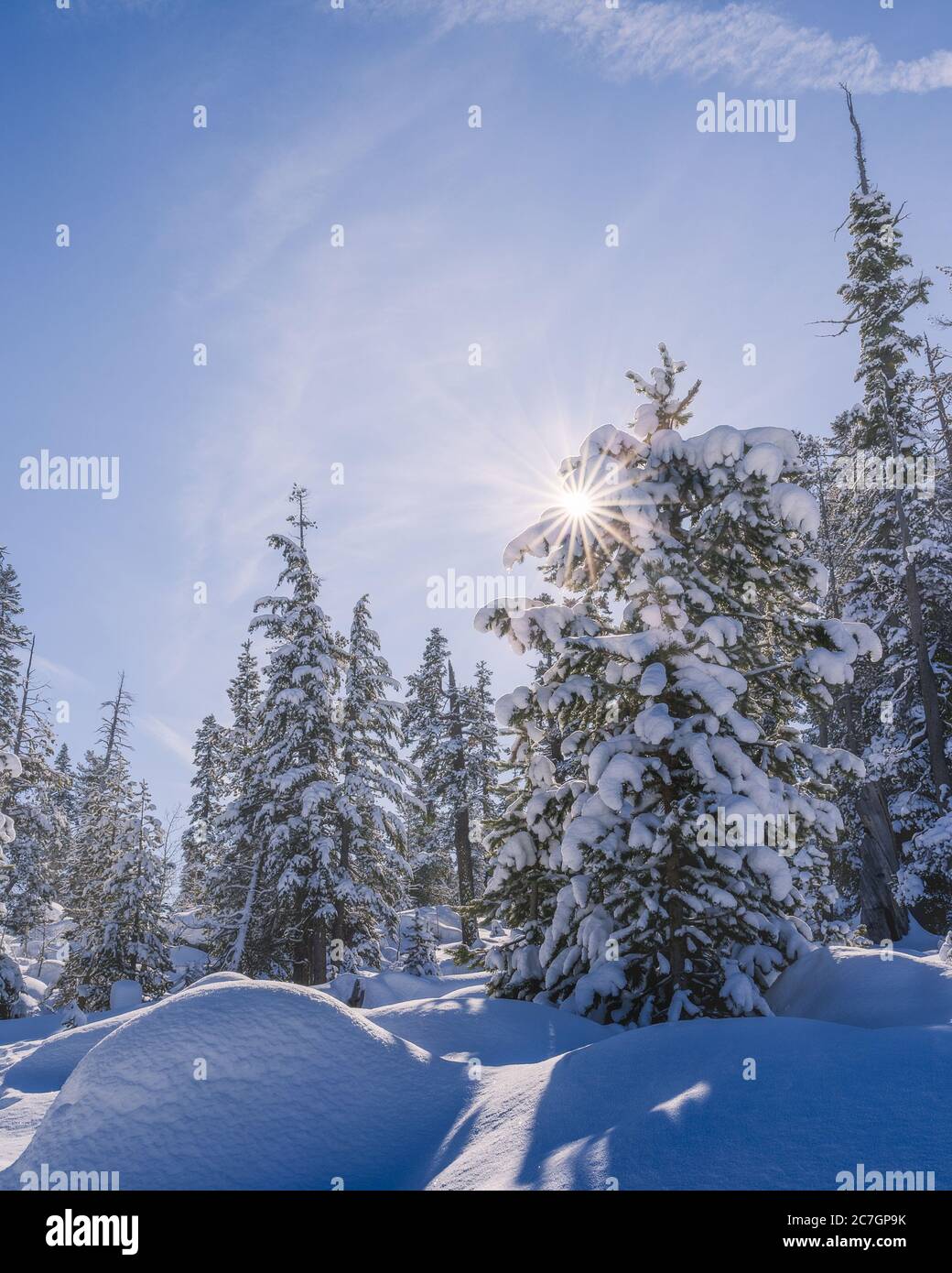 Low angle vertical shot of snow-covered trees in winter scene with sun ...
