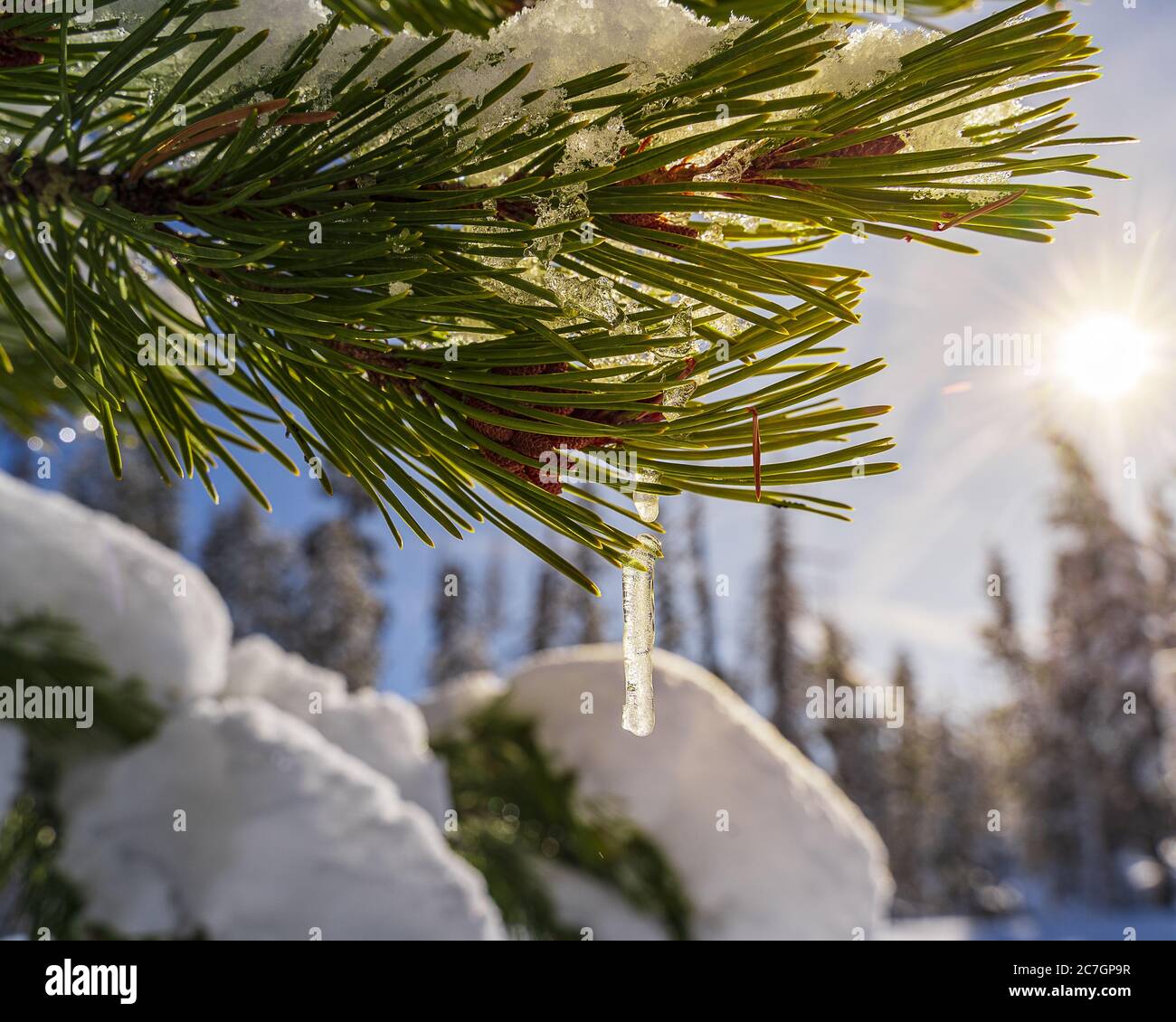 Closeup shot of icicles hanging on the leaves of a tree in winter under ...