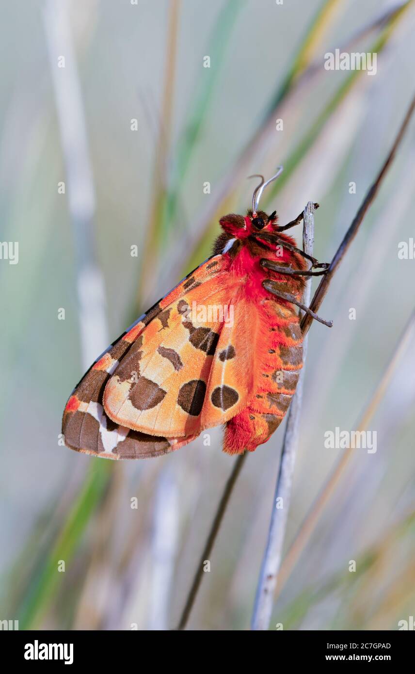 Great tiger moth arctia caja hi-res stock photography and images - Alamy