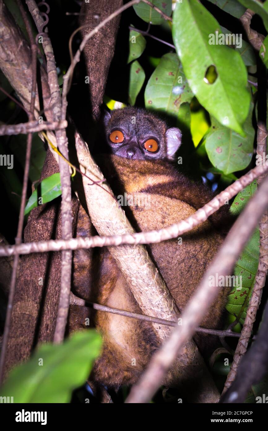 Nosy nosey animal hi-res stock photography and images - Alamy