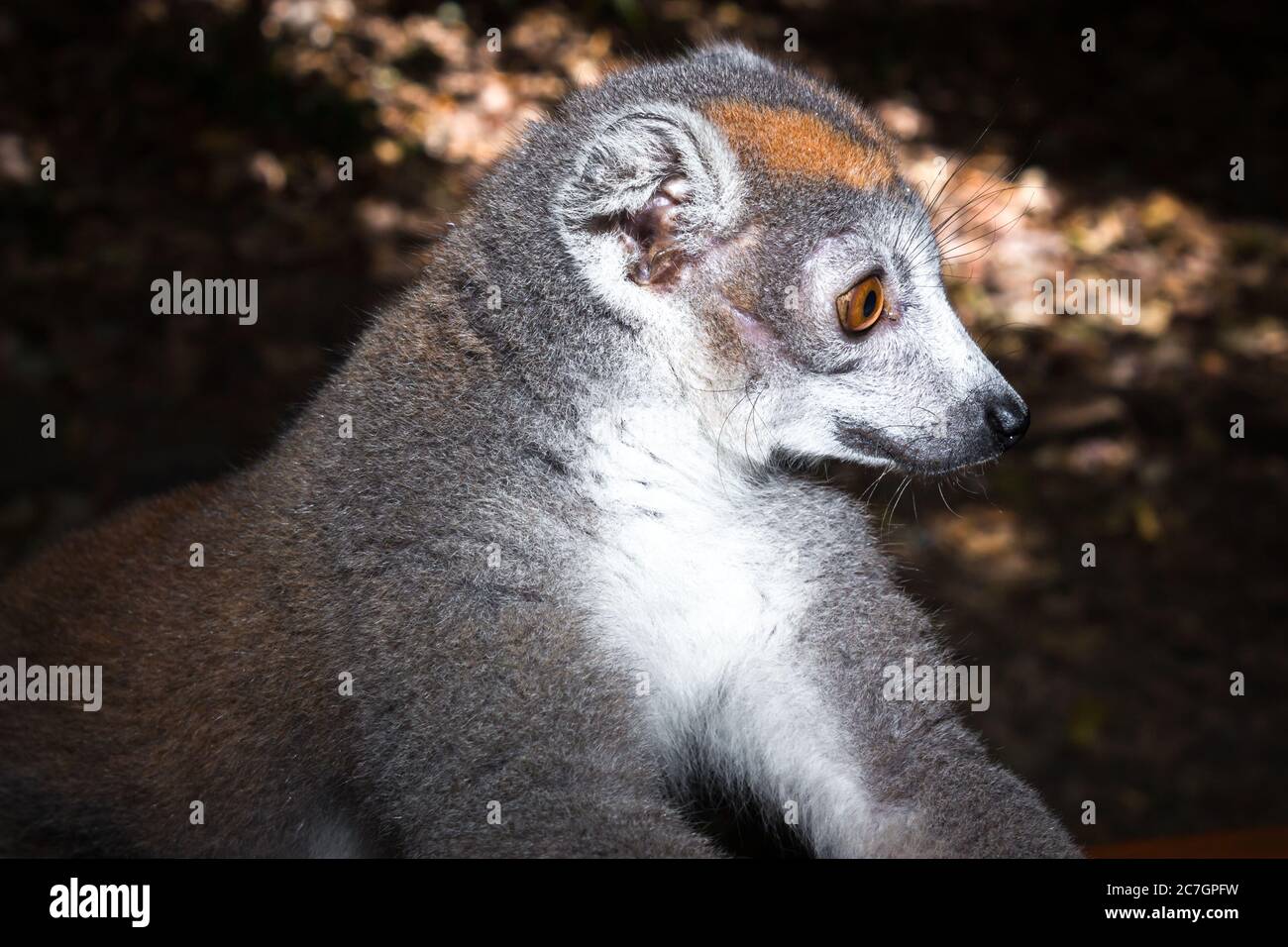 Male Crowned lemur (Eulemur coronatus) climbing on a rock, Ankarana ...