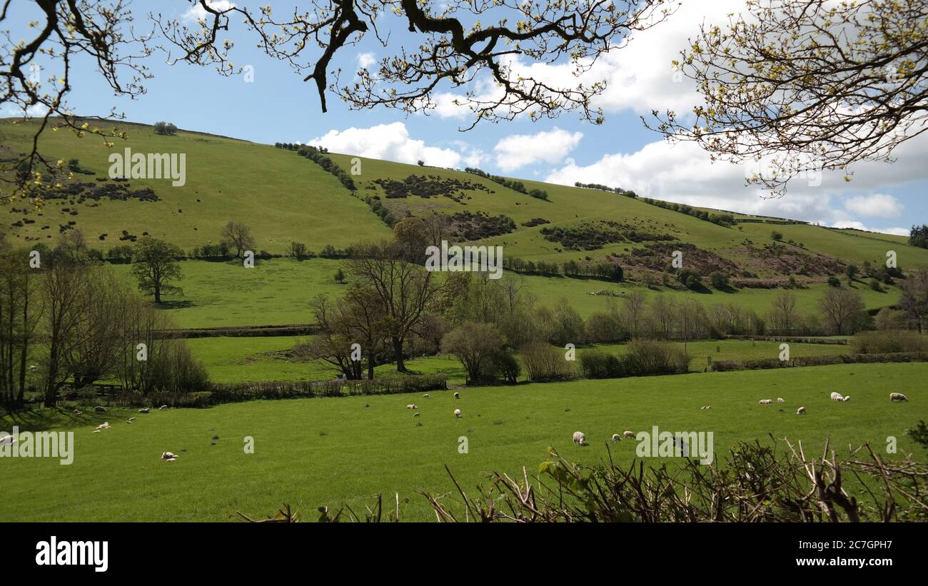 Beautiful shot of a grassy field with animals walking around Stock ...