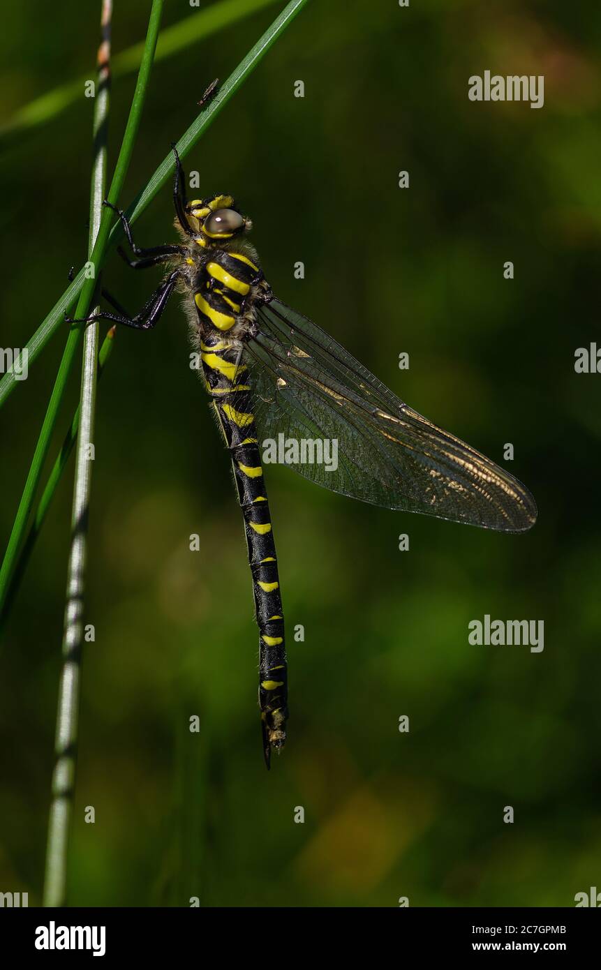 Gold ringed dragonfly hi-res stock photography and images - Alamy