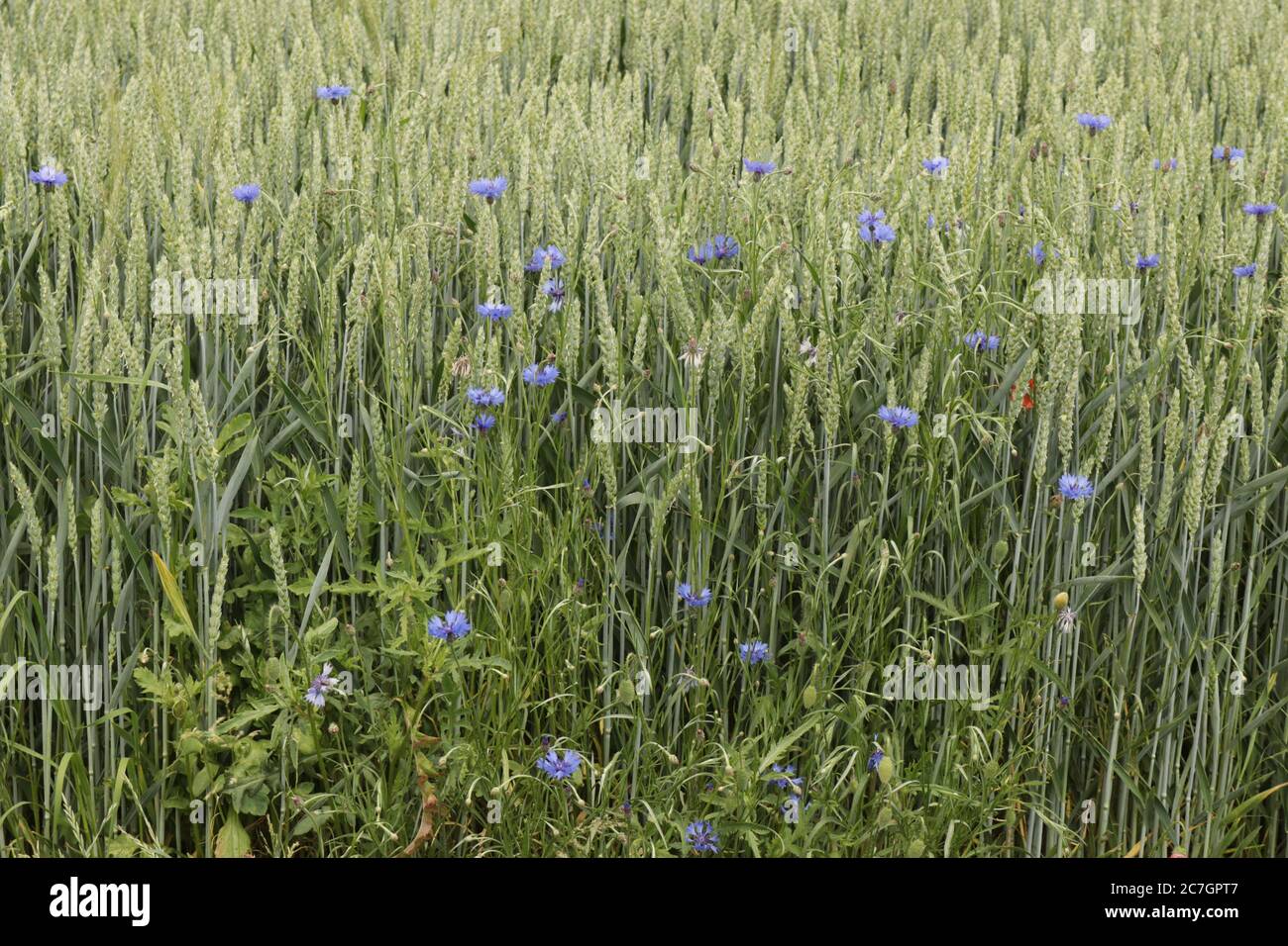 flowers in the cereal Stock Photo - Alamy