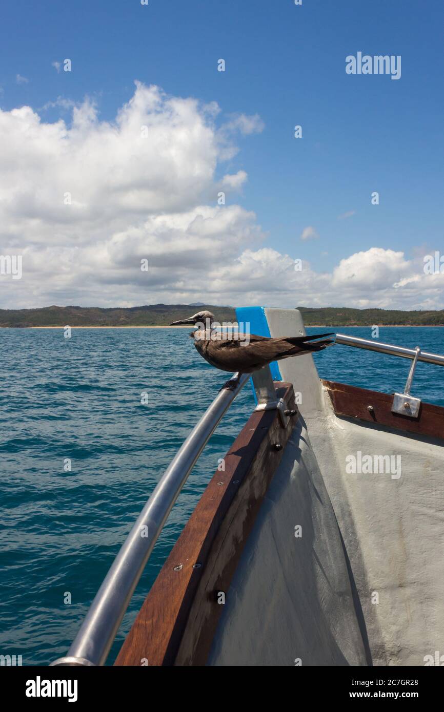 Juvenile Brown Noddy Bird (Anous stolidus) perching in a boat ...