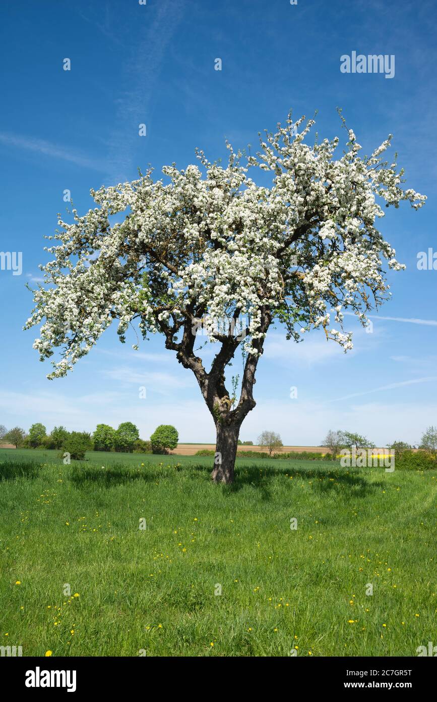 Flowering old fruit tree on a meadow in the fields Stock Photo - Alamy