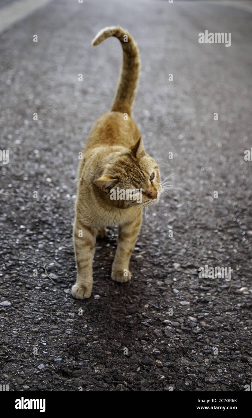 Common stray cat, detail of abandoned mammal animal Stock Photo - Alamy