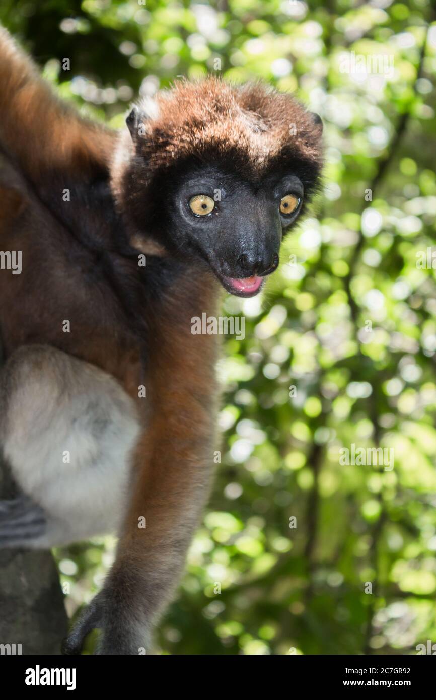 Crowned Sifaka (Propithecus coronatus) climbing in a tree, Madagascar ...