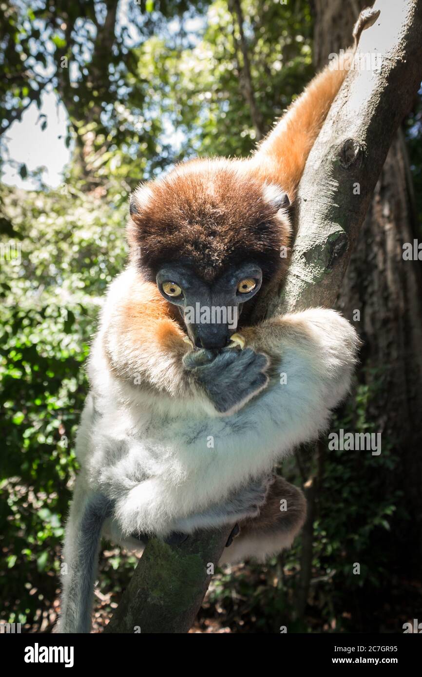 Crowned Sifaka (Propithecus coronatus) climbing in a tree, Madagascar ...