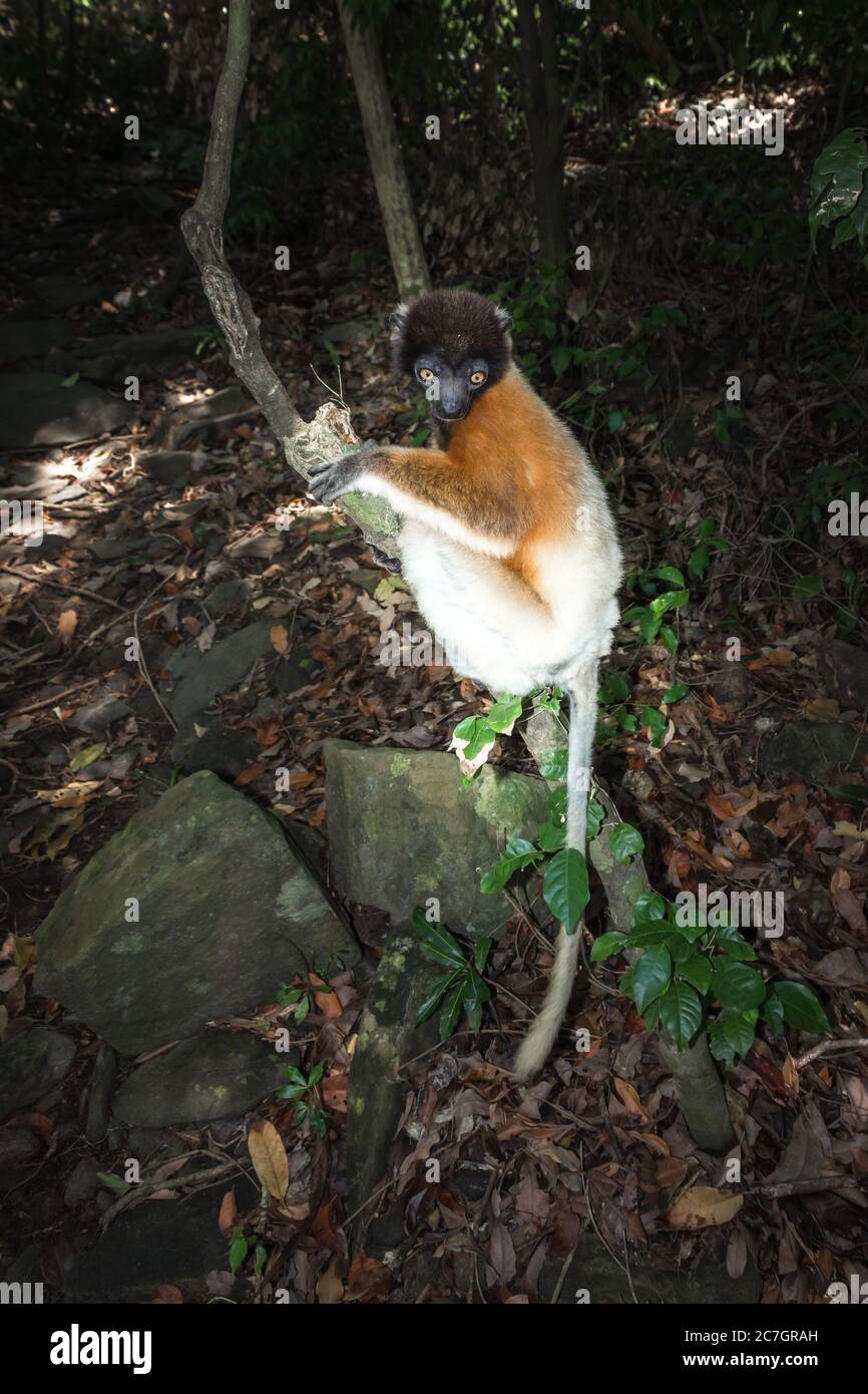 Crowned Sifaka (Propithecus coronatus) climbing in a tree, Madagascar ...
