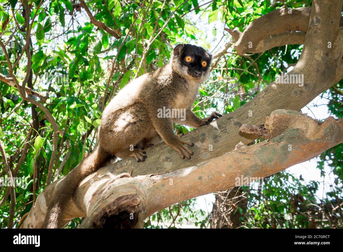 Female Mongoose Lemur (Eulemur mongoz) climbing in a tree, Madagascar ...