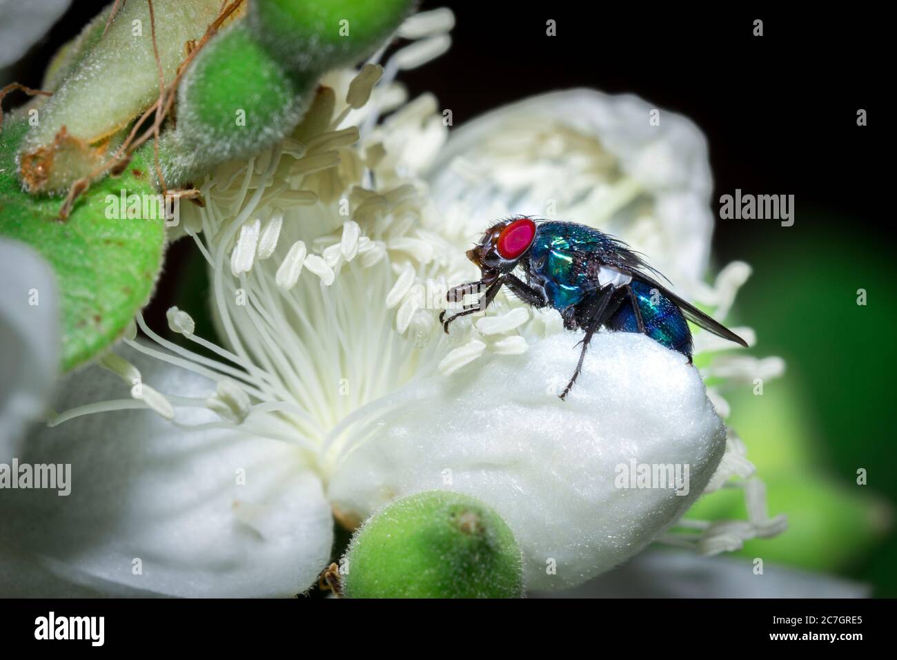 Fly with red eyes resting on a white flower, Nosy Komba, Madagascar ...
