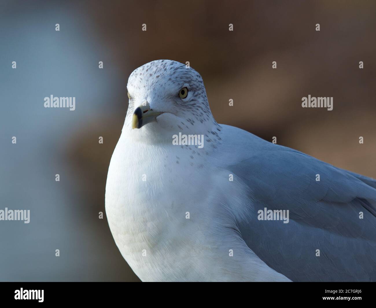 Closeup of a Stock dove with yellow eyes under the lights with a blurry ...