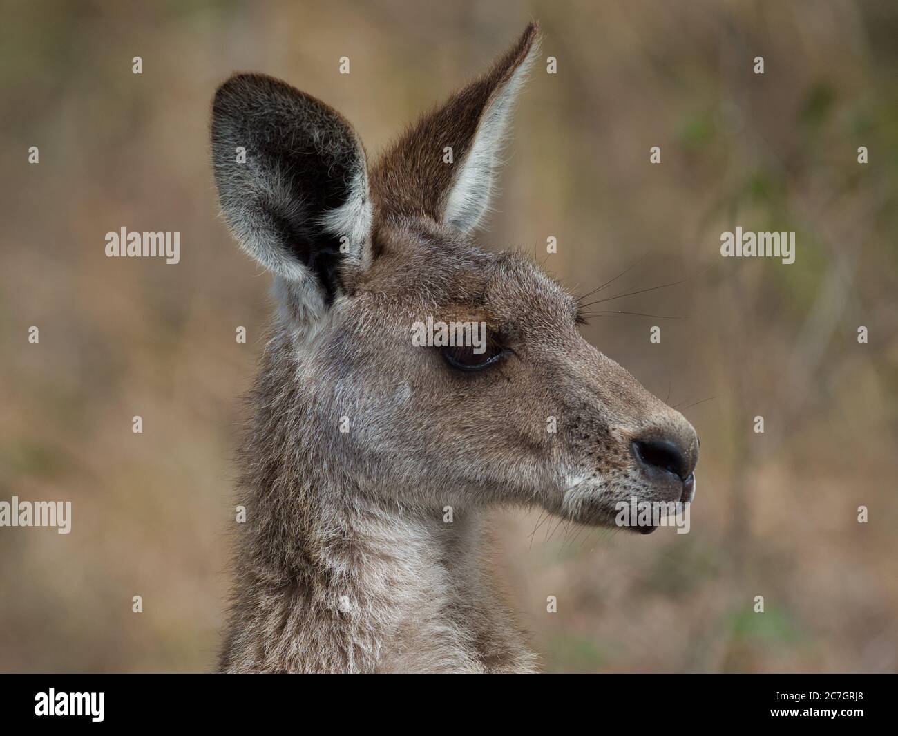 Side profile of an Eastern grey kangaroo surrounded by greenery with a ...