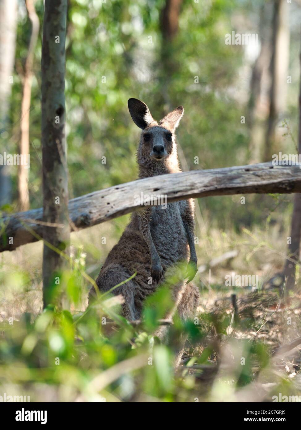 Wallaby standing on the ground surrounded by greenery under sunlight ...