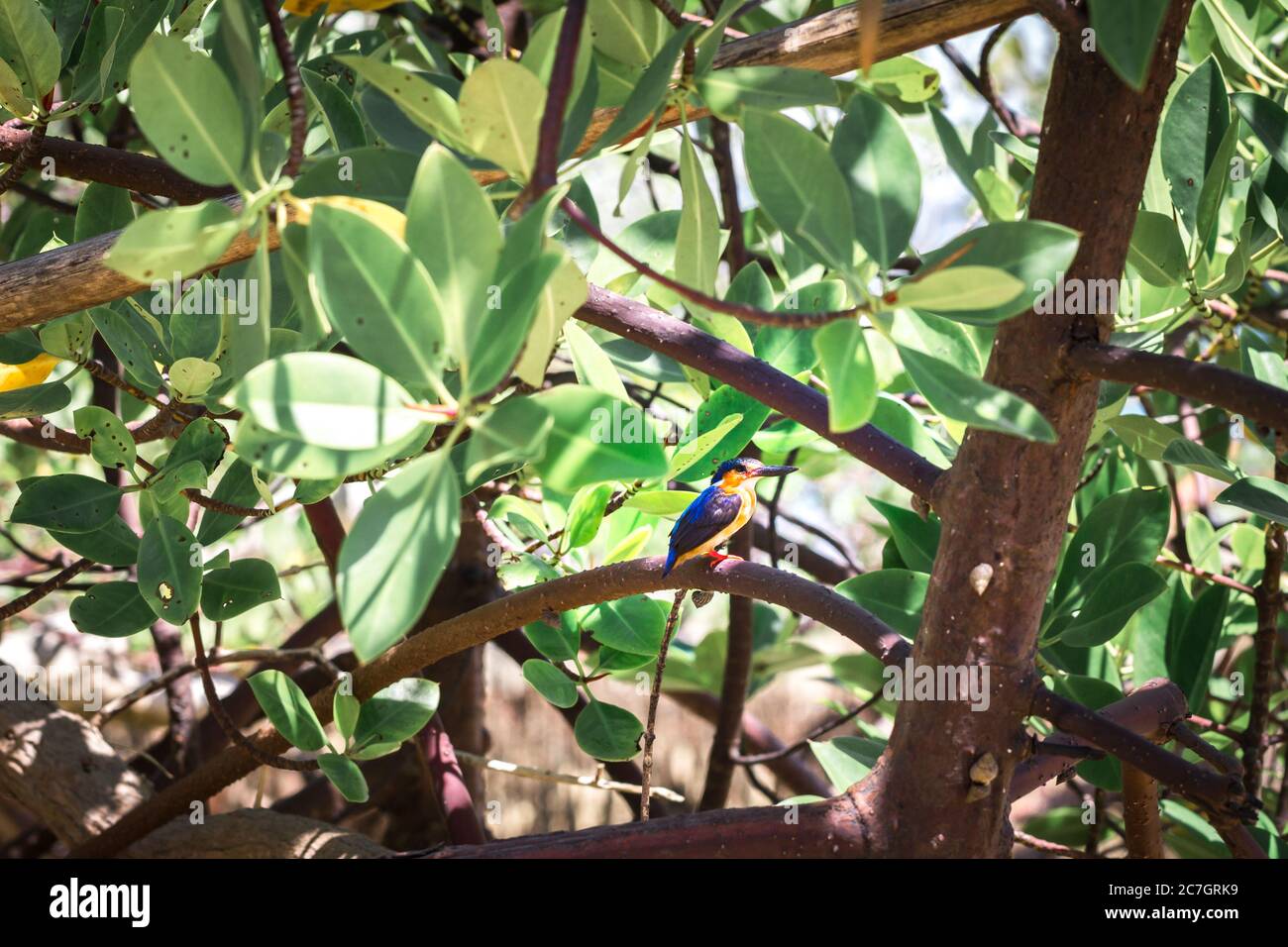 Malagasy kingfisher (Corythornis vintsioides) perching on a branch ...