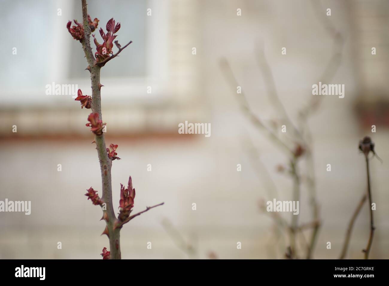 Thin branch of a rose with small red shoots of buds Stock Photo - Alamy