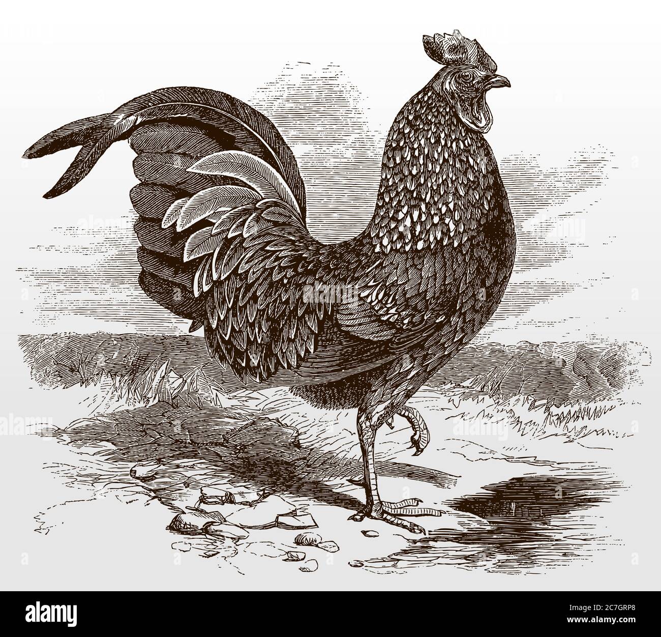 Magnificent rooster in side view after an antique illustration from the ...