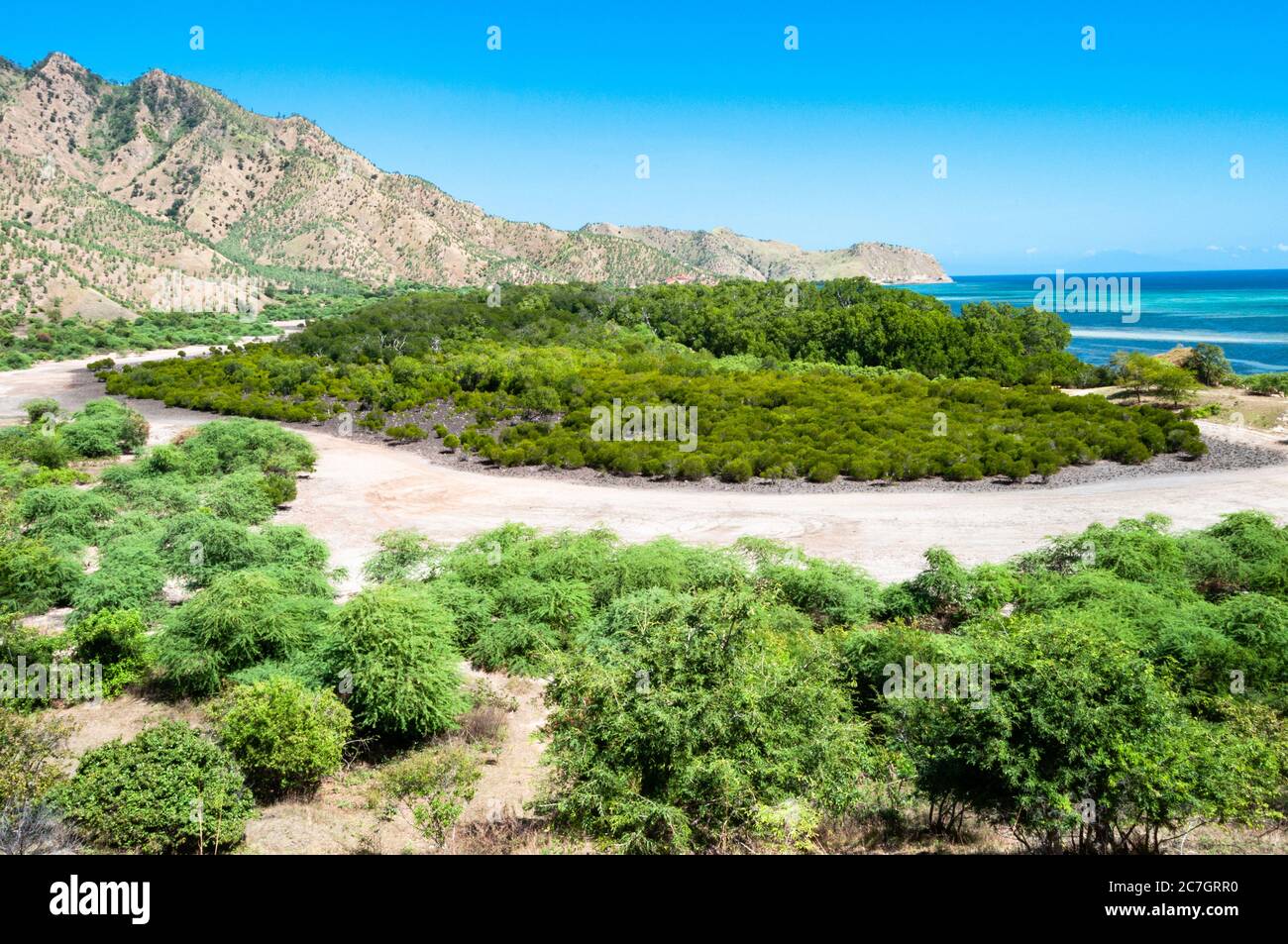 beautiful mangrove forest at beach side, Hera Timor Leste Stock Photo ...