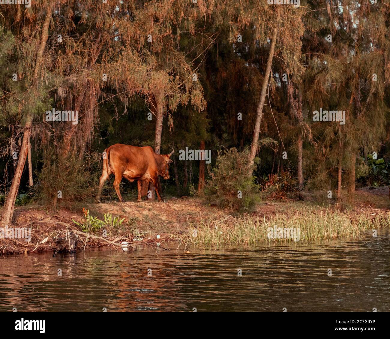 Golden brown bull walking through woodland at the river side Stock ...