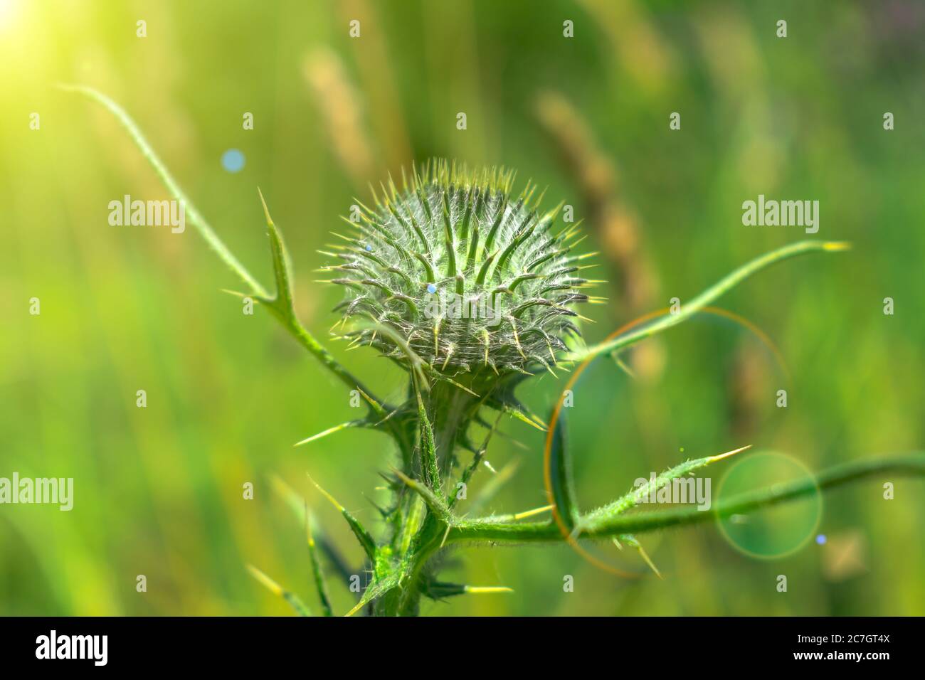 Unblown flower of common thistle in the natural environment in the sun ...