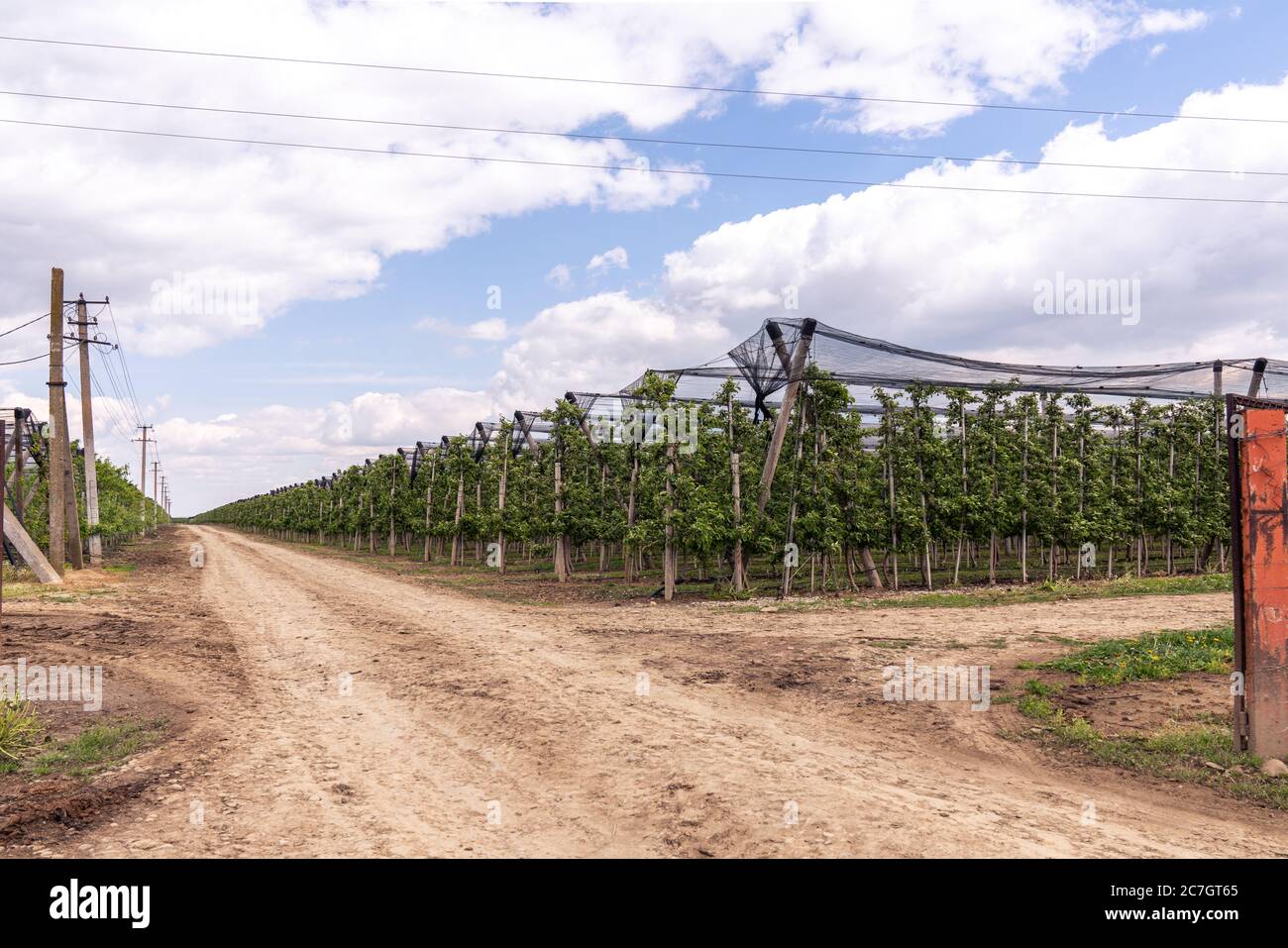 Apple farm under the net to protect against birds Stock Photo - Alamy