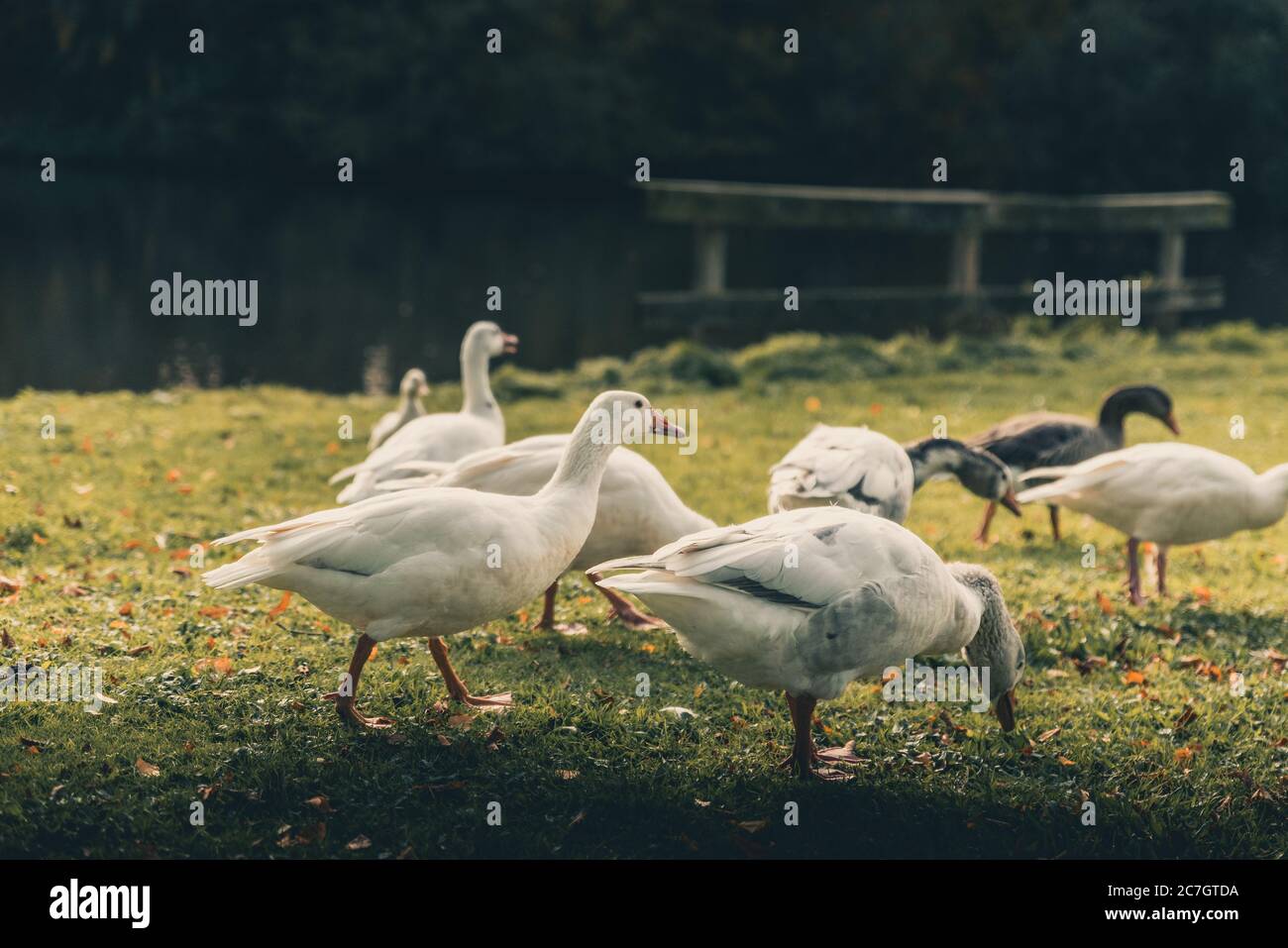 Amazing ducks around a lake Stock Photo - Alamy