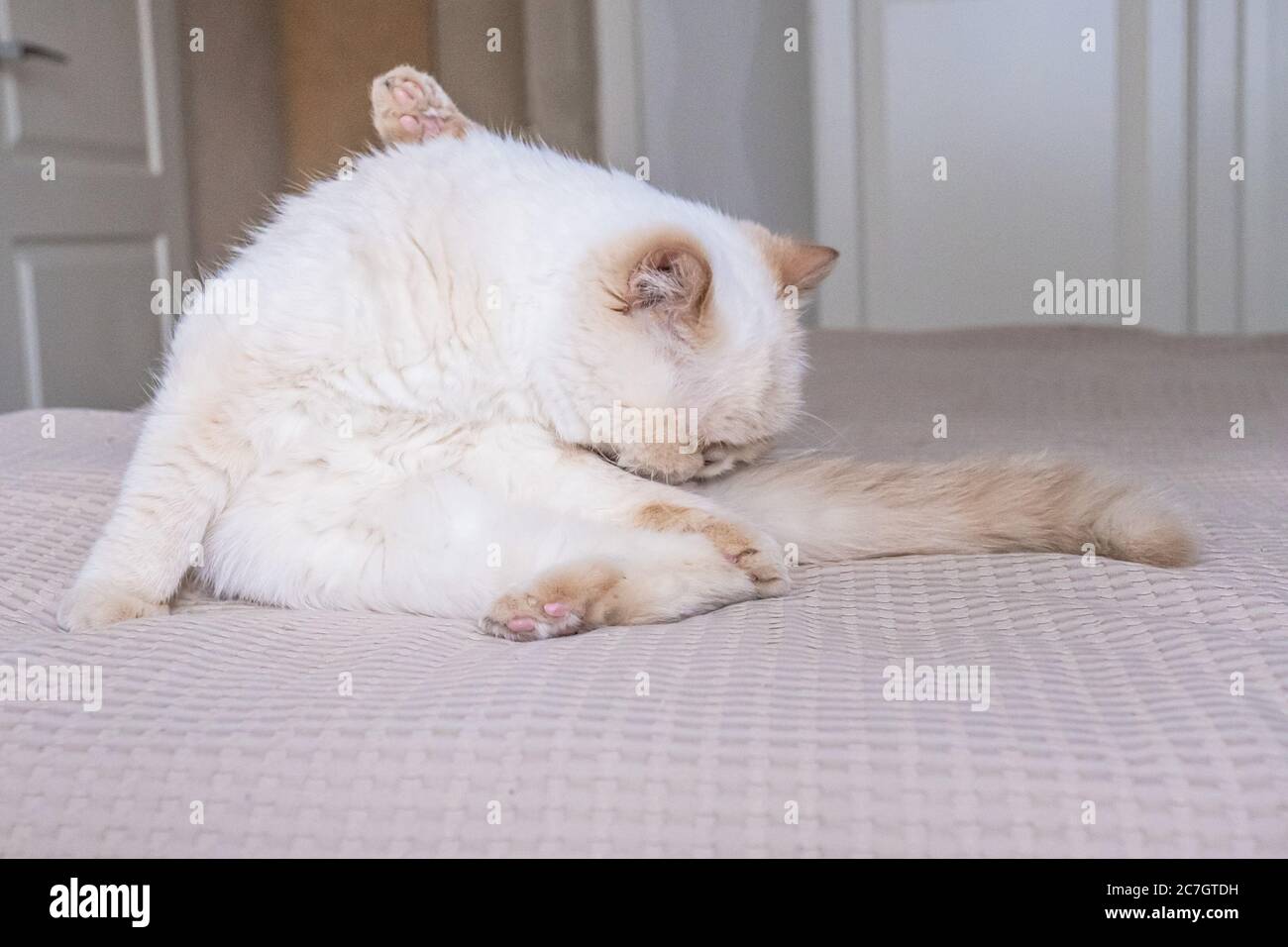 Cute beige domestic cat is cleaning itself. Hygiene. Daily routine ...