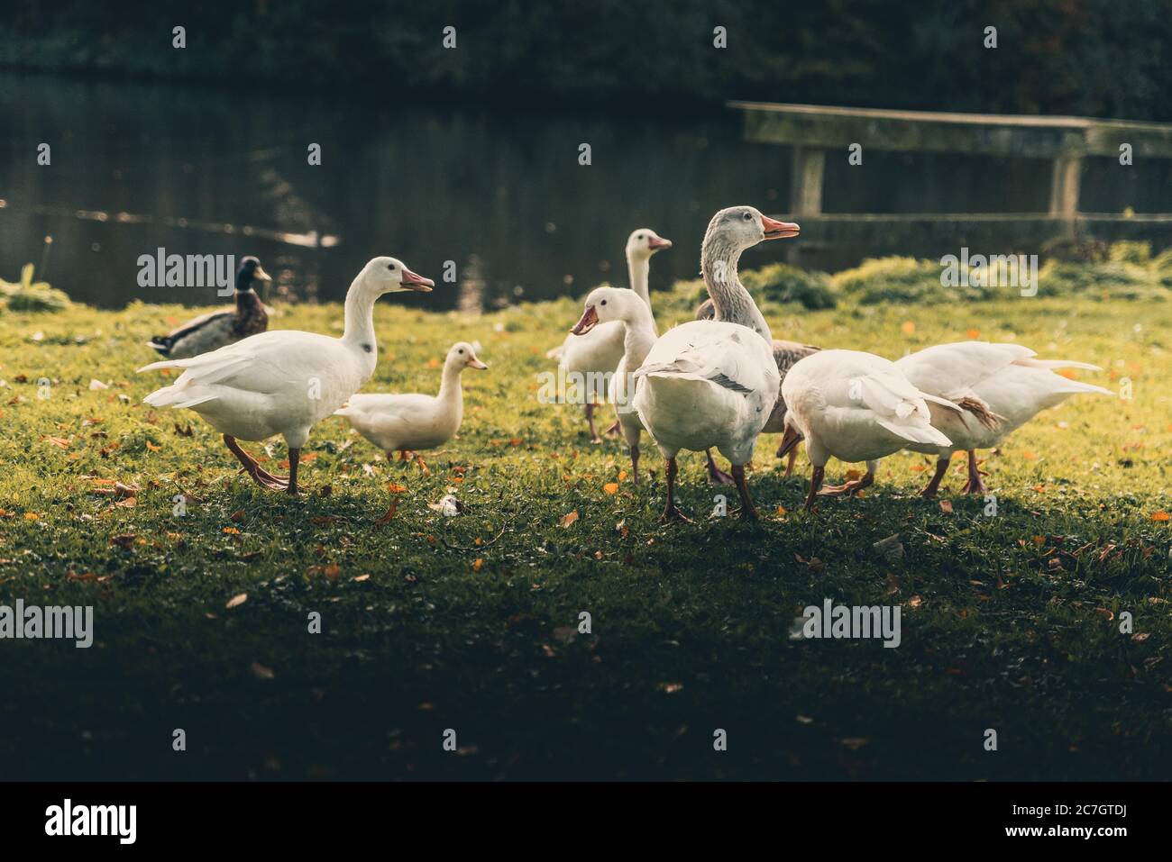 Amazing ducks around a lake Stock Photo - Alamy