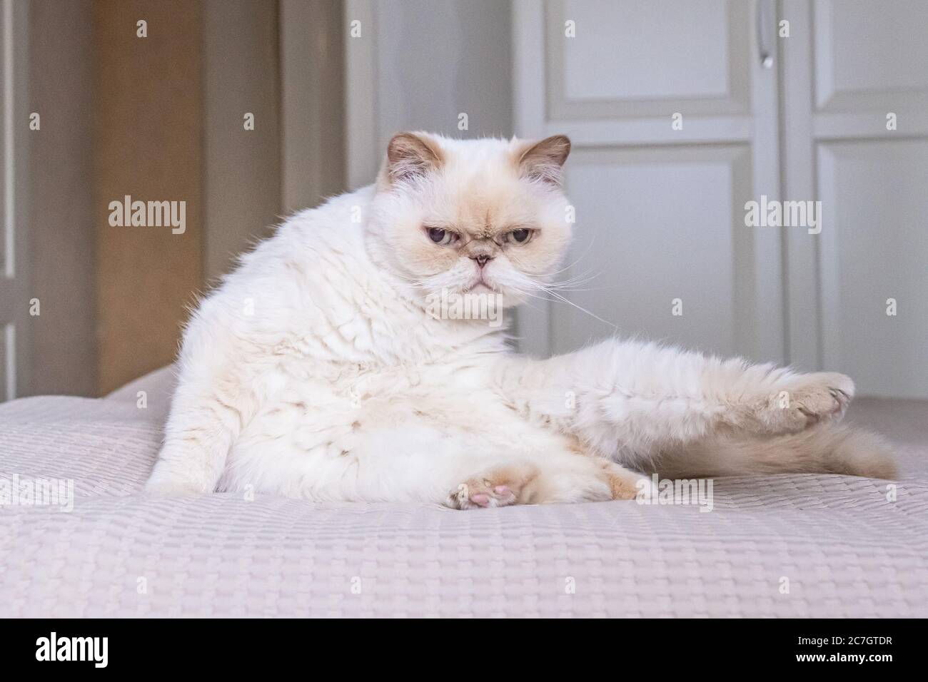 Cute beige domestic cat funny extended its paw and mused Stock Photo ...