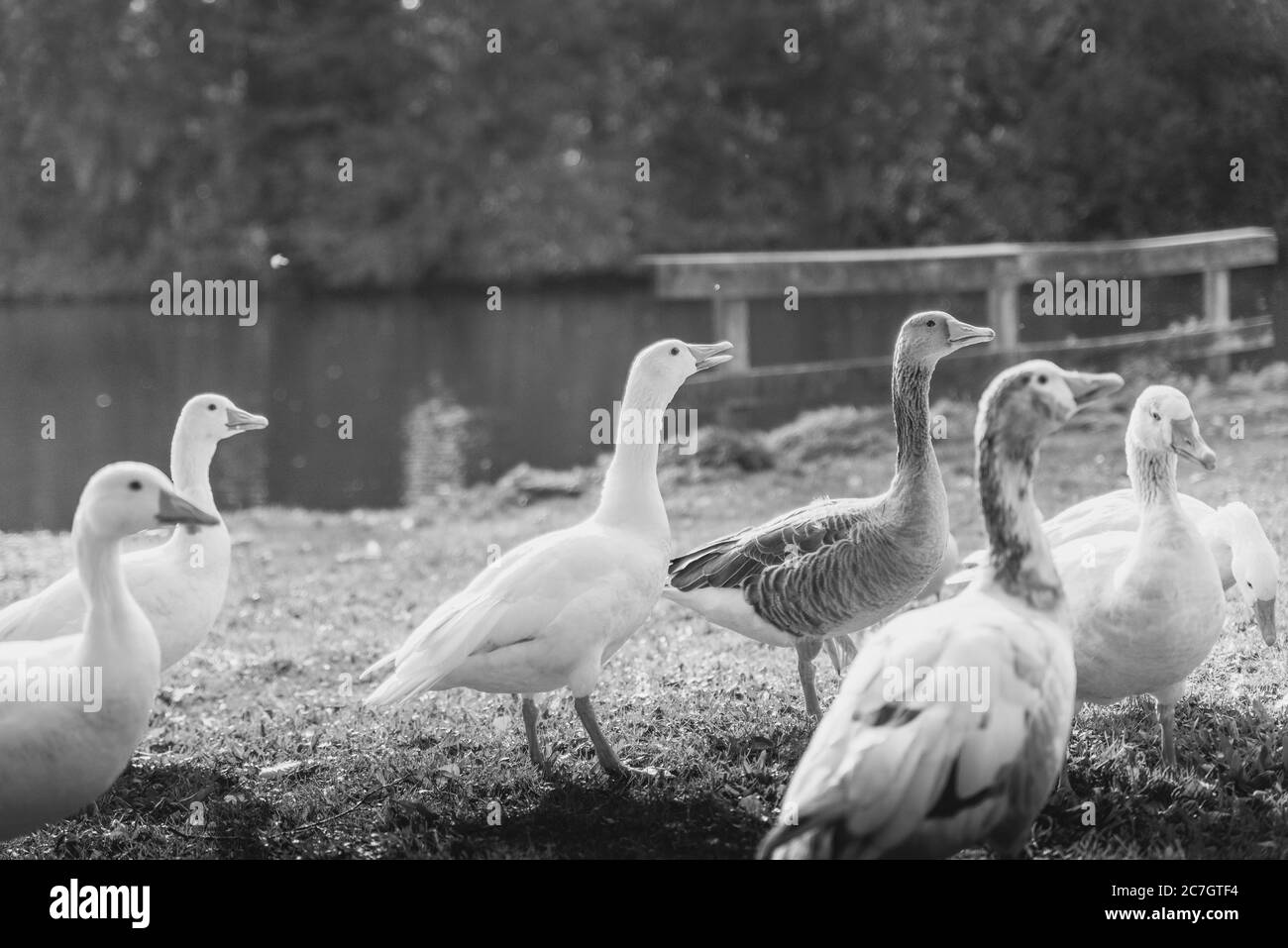 Amazing ducks around a lake Stock Photo - Alamy