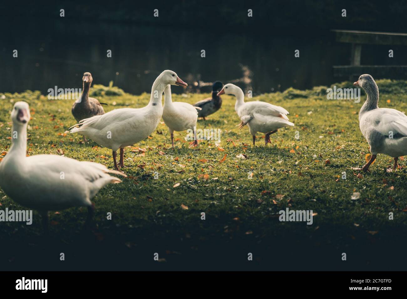 Amazing ducks around a lake Stock Photo - Alamy