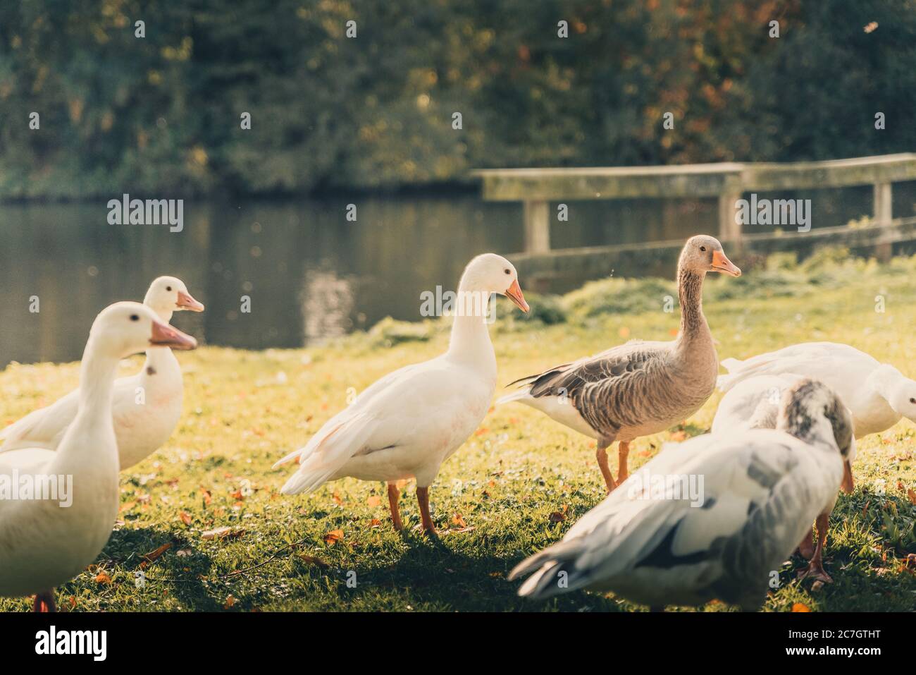 Amazing ducks around a lake Stock Photo - Alamy