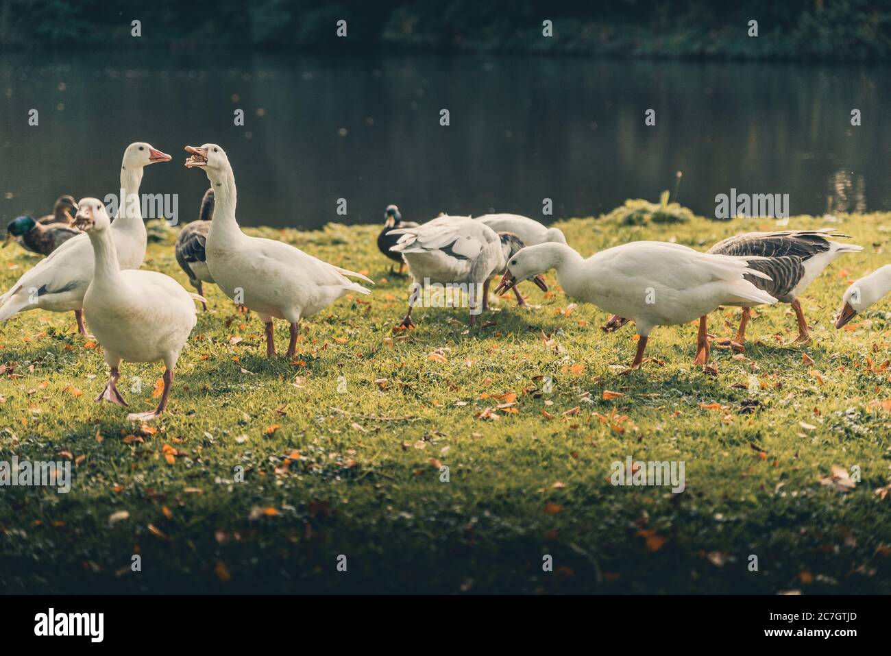 Amazing ducks around a lake Stock Photo - Alamy
