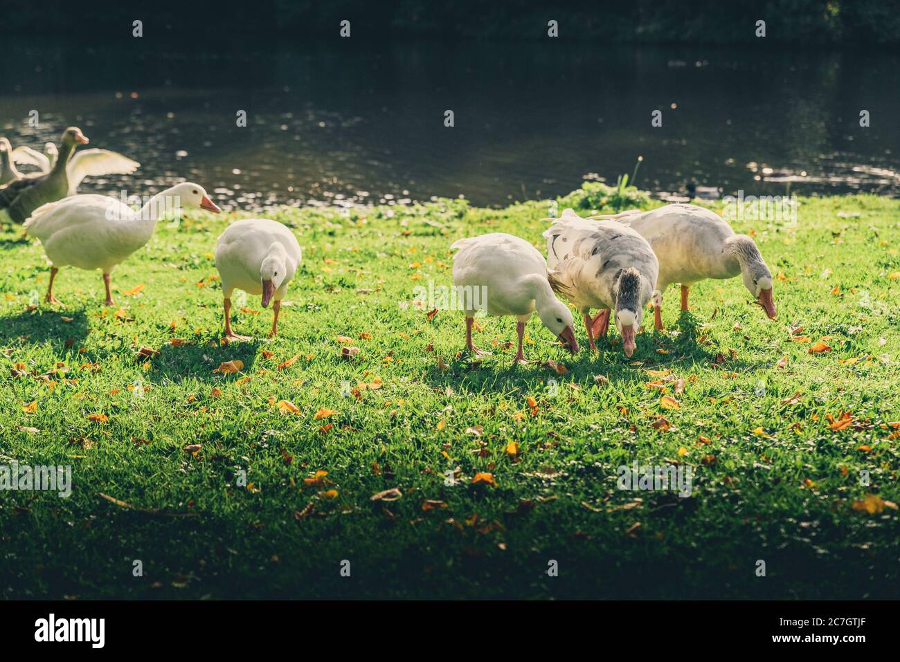 Amazing ducks around a lake Stock Photo - Alamy