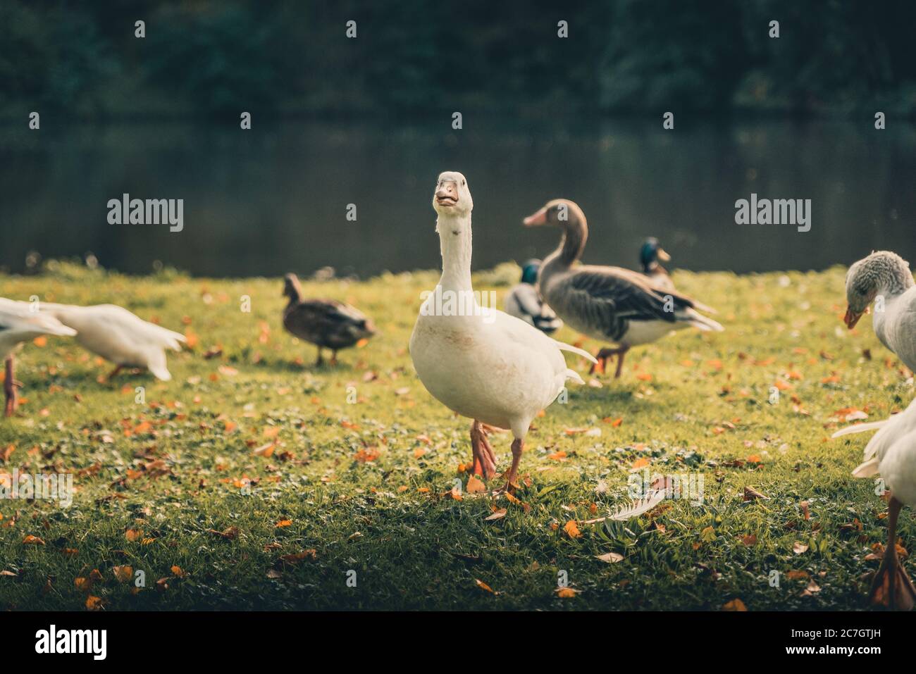 Amazing ducks around a lake Stock Photo - Alamy