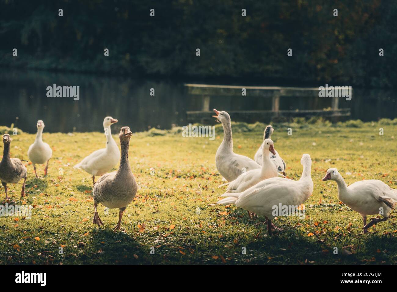 Amazing ducks around a lake Stock Photo - Alamy