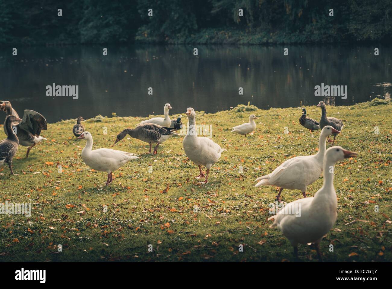 Amazing ducks around a lake Stock Photo - Alamy